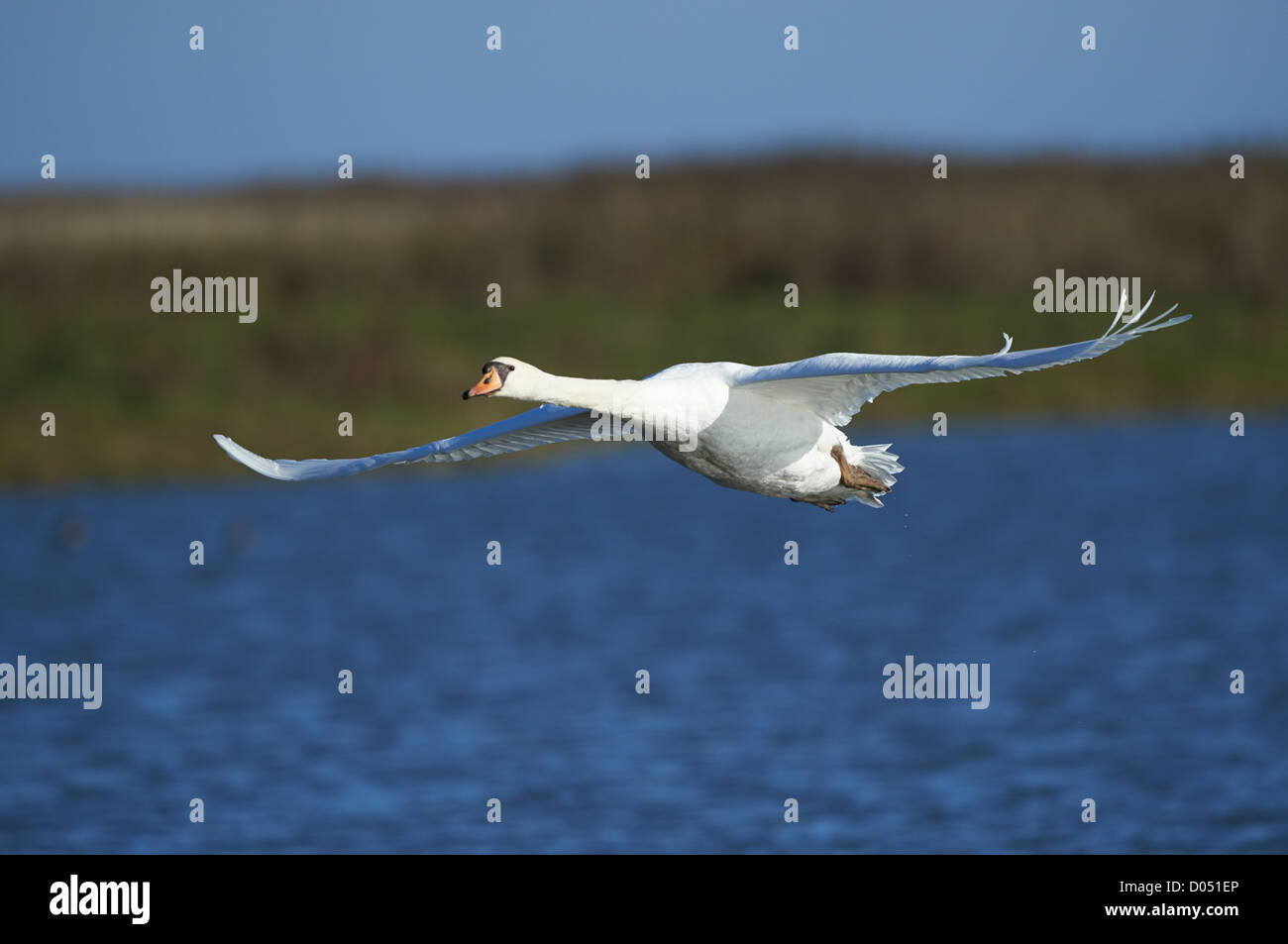 Swan beating wings hi-res stock photography and images - Alamy