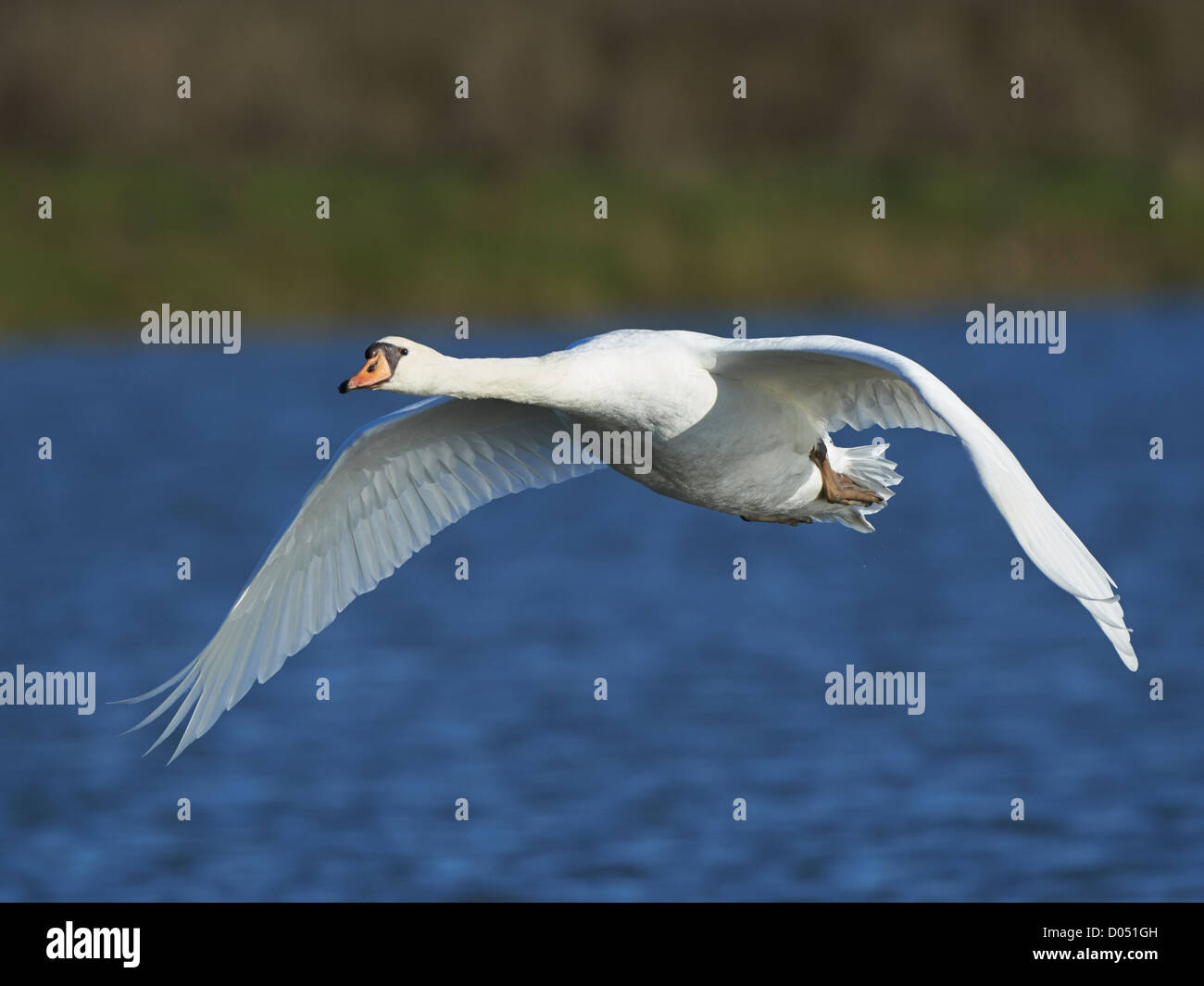 Black swan bird flying hi-res stock photography and images - Alamy