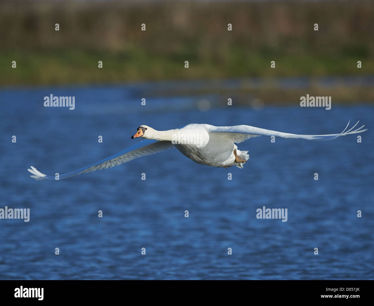 Black swan in water splash hi-res stock photography and images - Alamy