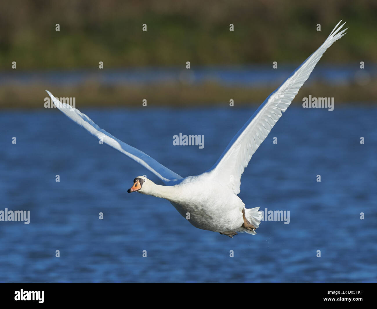 Black swan in water splash hi-res stock photography and images - Alamy