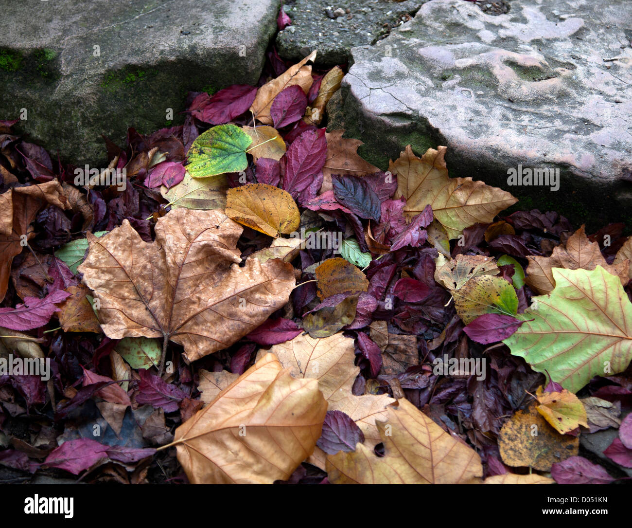 Autumn leaves against a stone step Stock Photo - Alamy