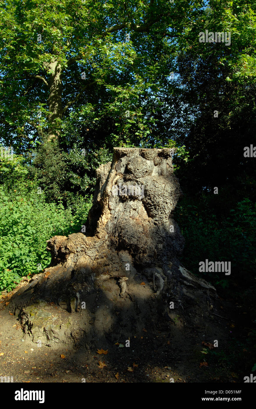 Vivid plant roots hi-res stock photography and images - Alamy