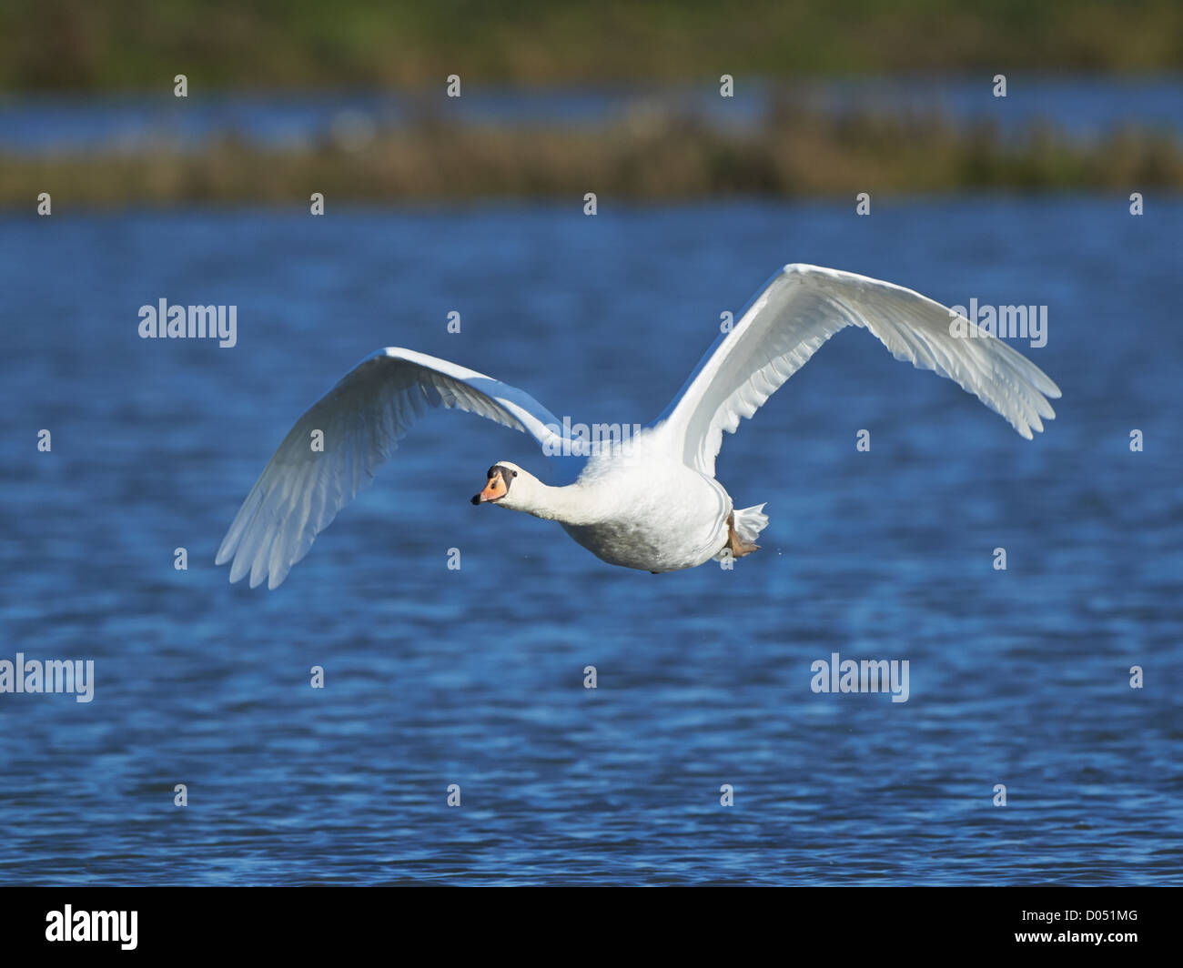 Black swan in water splash hi-res stock photography and images - Alamy