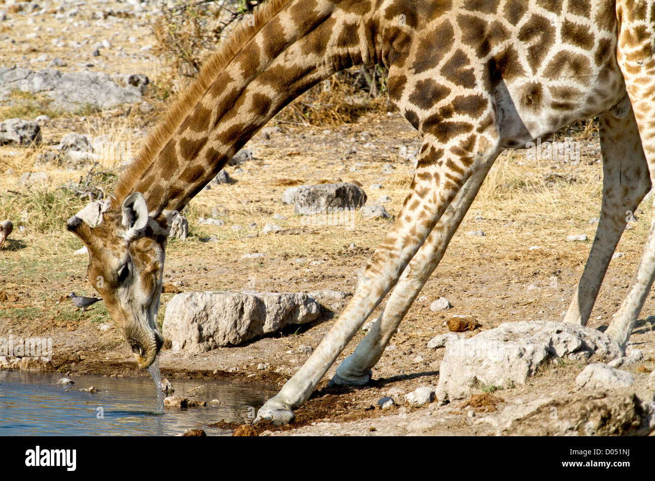 Giraffe stands hi-res stock photography and images - Alamy