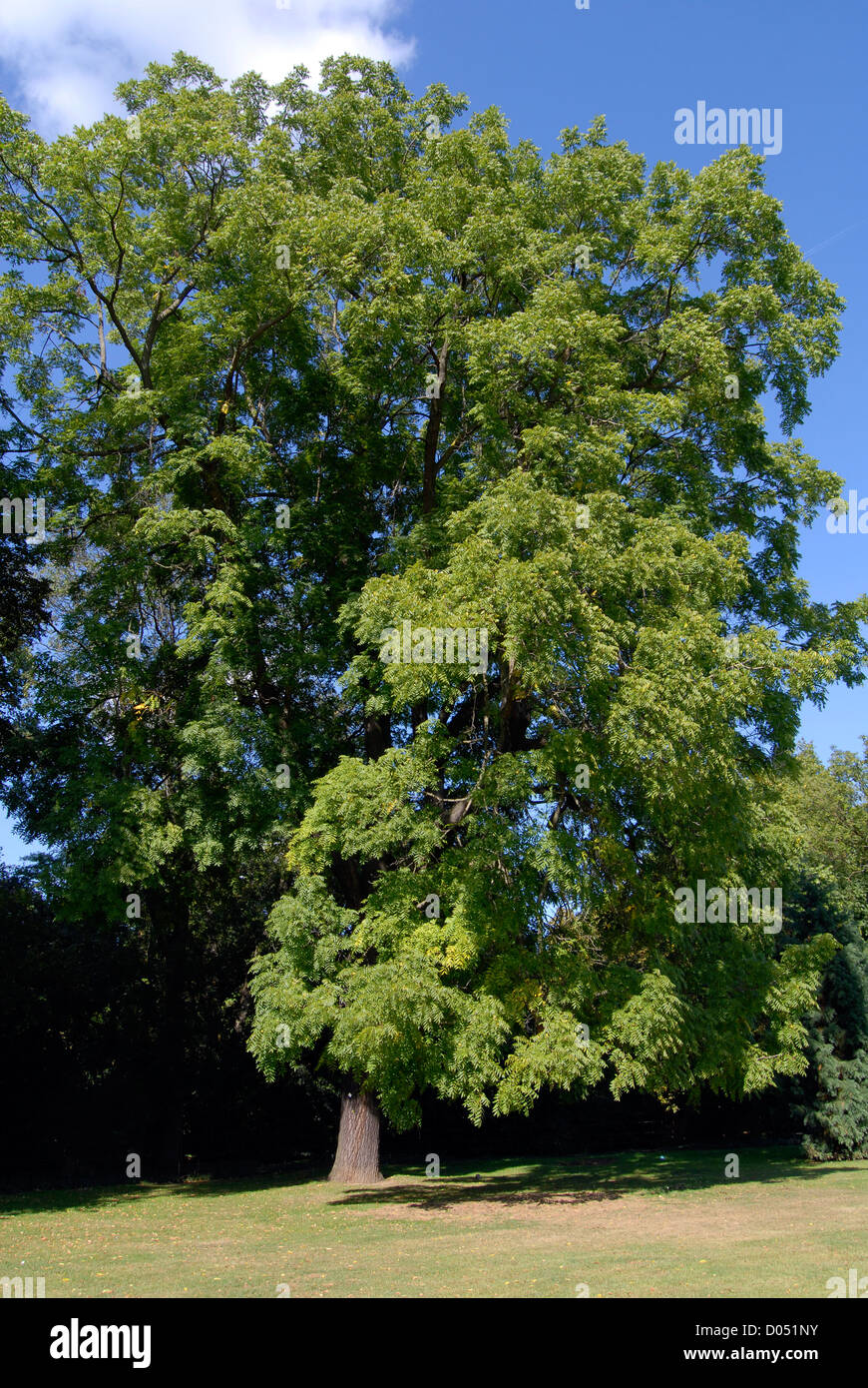 Tree in a park Stock Photo - Alamy