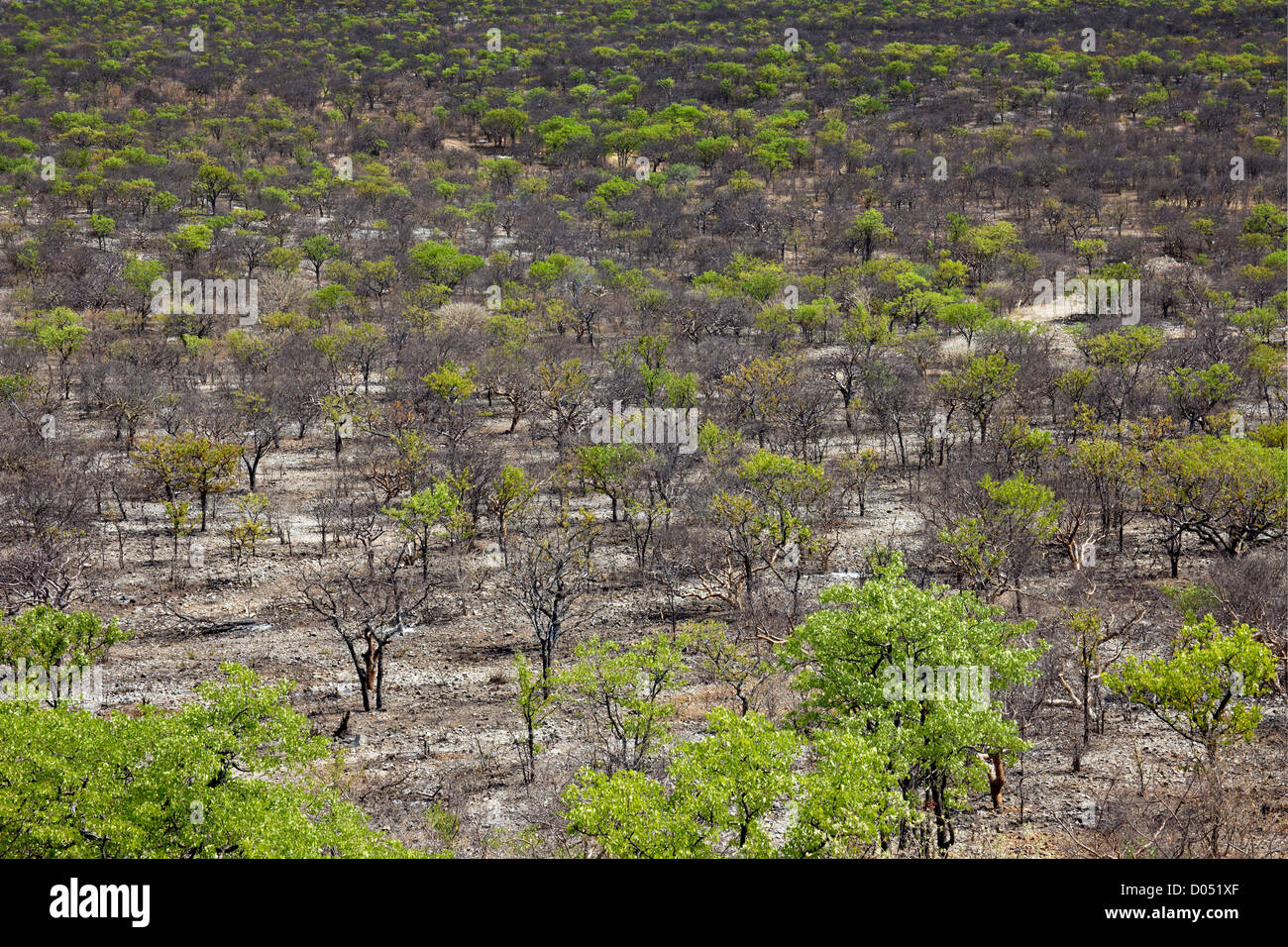 Forest of Namibia birds eye view Stock Photo - Alamy