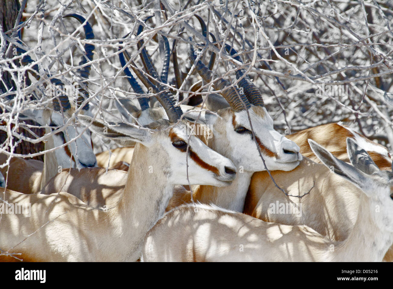 The springbok and the impala hi-res stock photography and images - Alamy