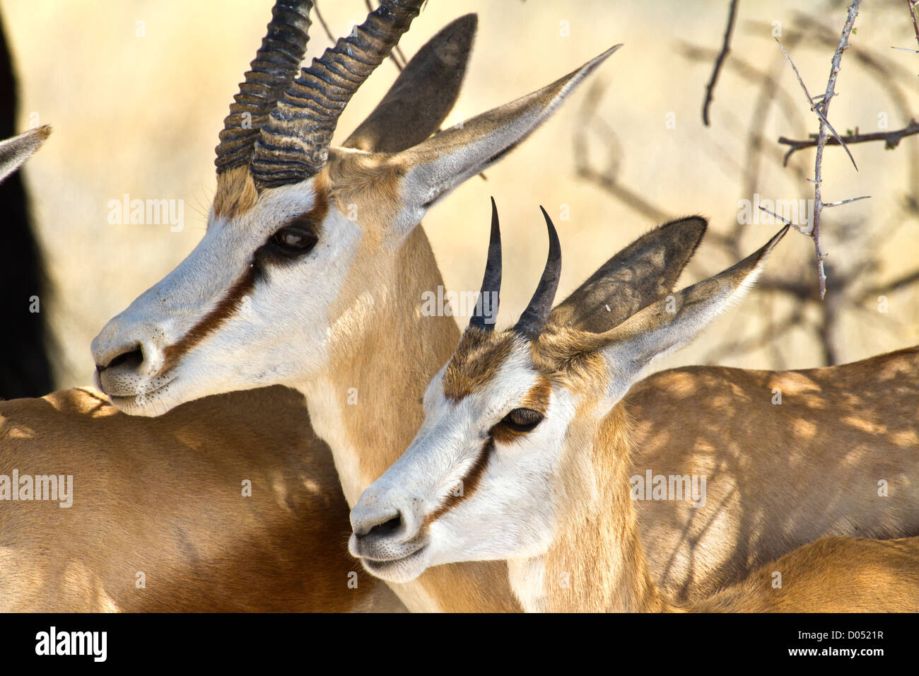 herd of springbok standing under a tree Stock Photo - Alamy