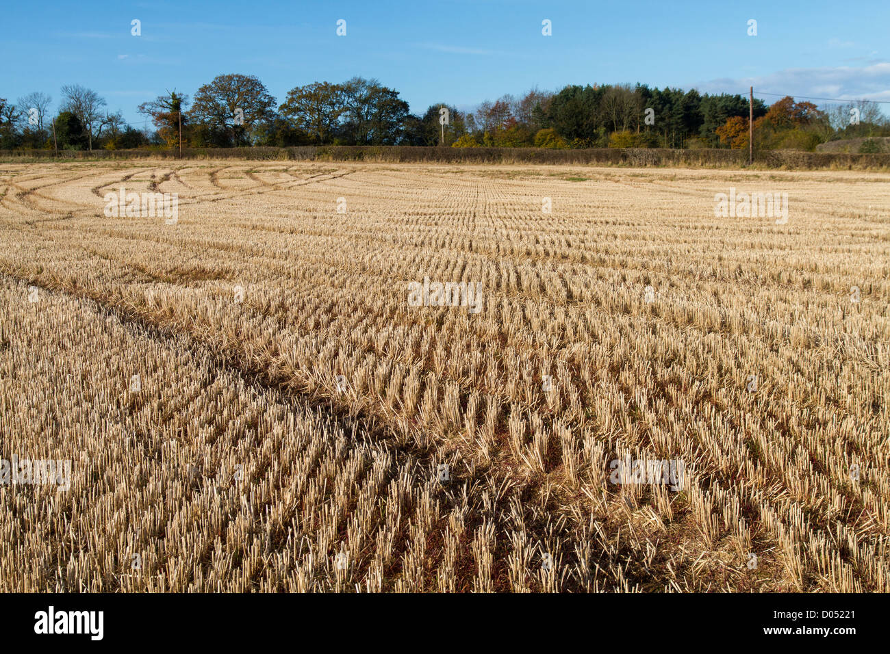 Stubble in a freshly cut field Stock Photo - Alamy