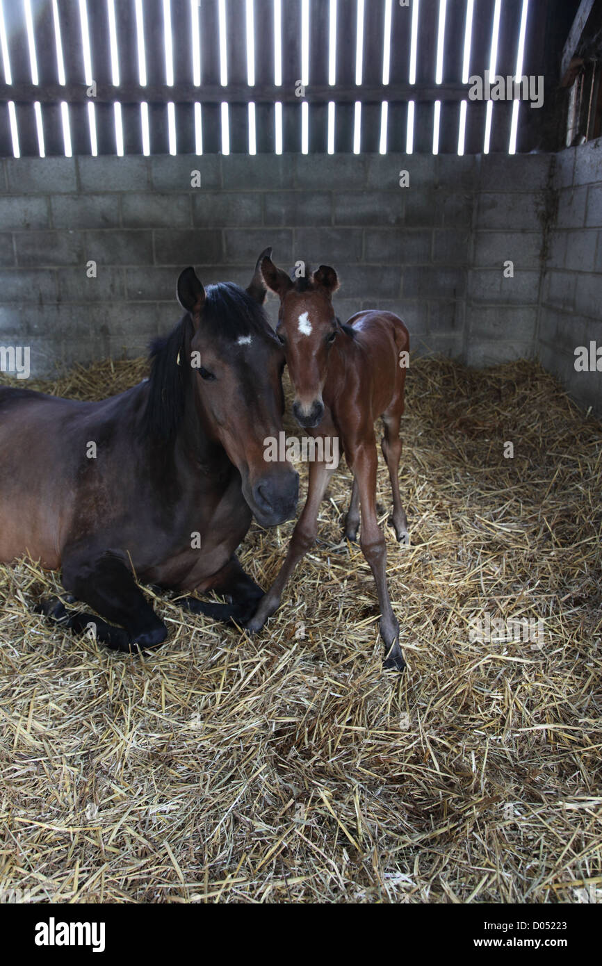 Star on horse forehead hi-res stock photography and images - Alamy
