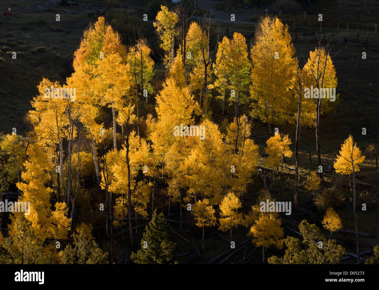 Quaking Aspen trees, Populus tremuloides, with autumn colour against ...