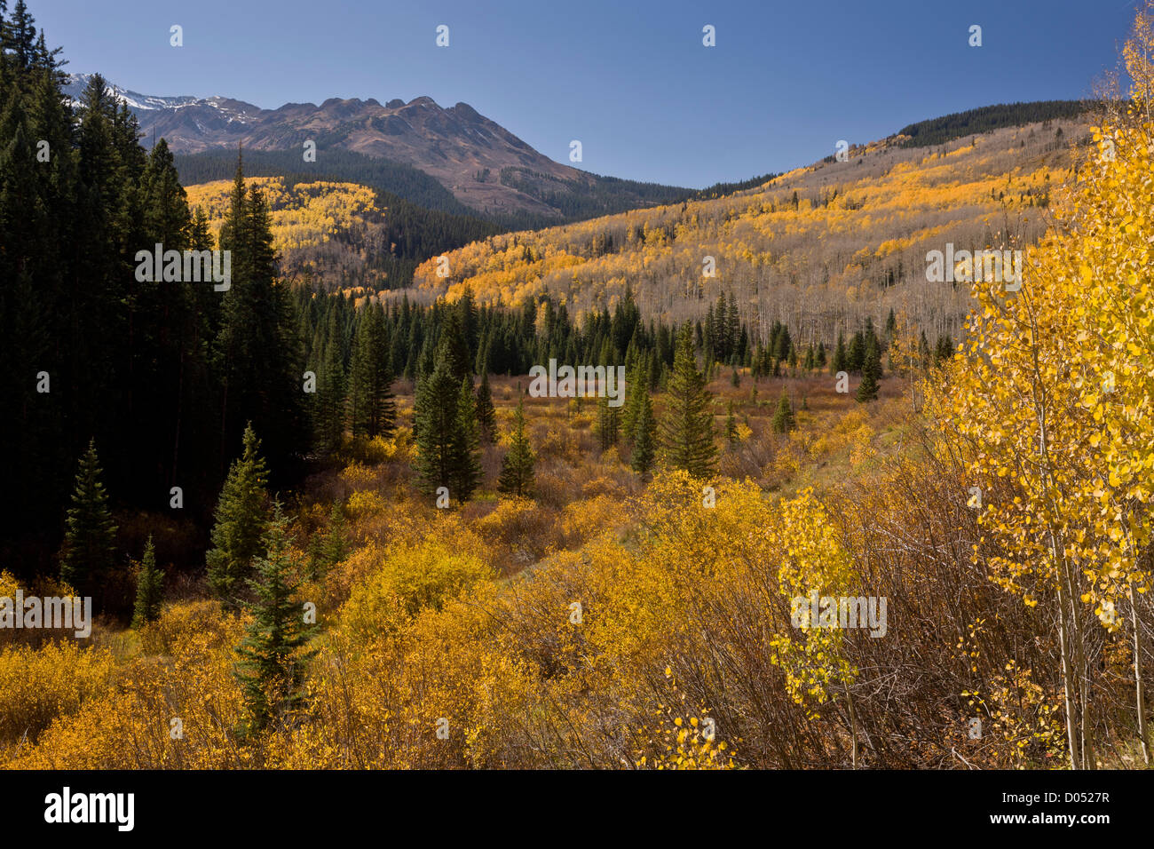 Colorado blue spruce hi-res stock photography and images - Alamy