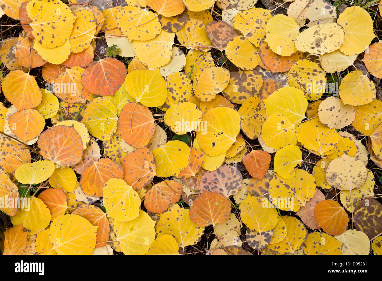 Fallen Quaking Aspen leaves, Populus tremuloides, with autumn colour ...