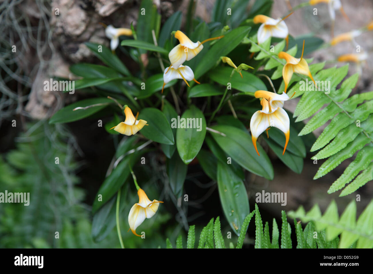 small yellow and white hybrid orchid photographed in the glasshouses of ...