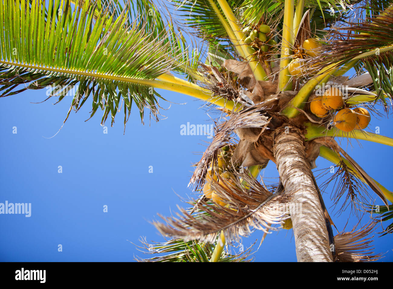 Palm tree closeup Stock Photo - Alamy