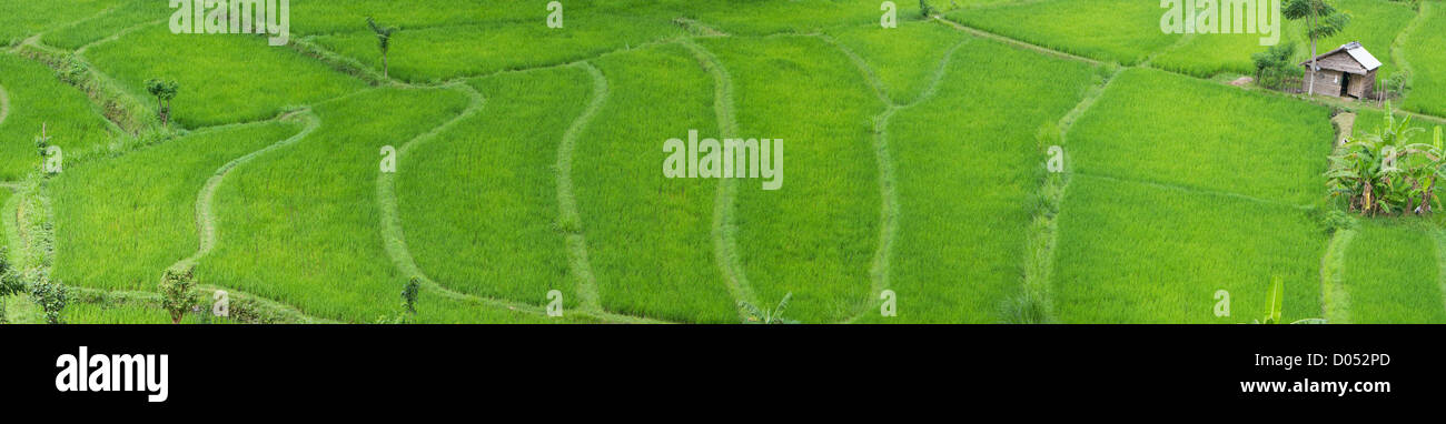 Panoramic of ricefield hi-res stock photography and images - Alamy