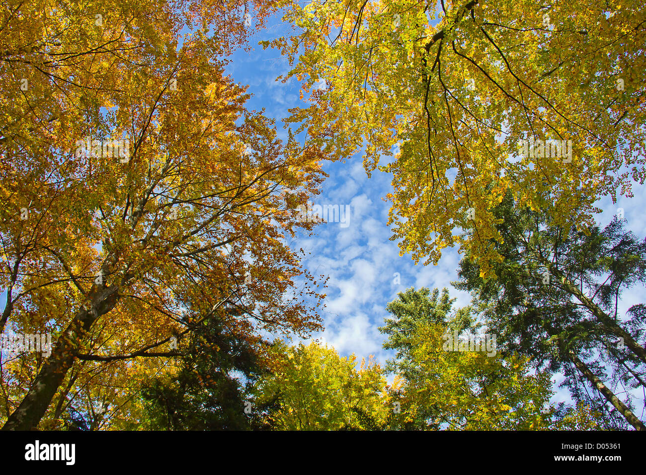 Autumnal colors in the mixed forest Stock Photo - Alamy