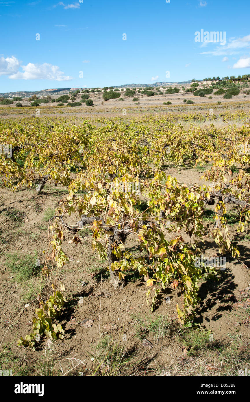 Southern Cyprus vines near to Kourion Stock Photo - Alamy