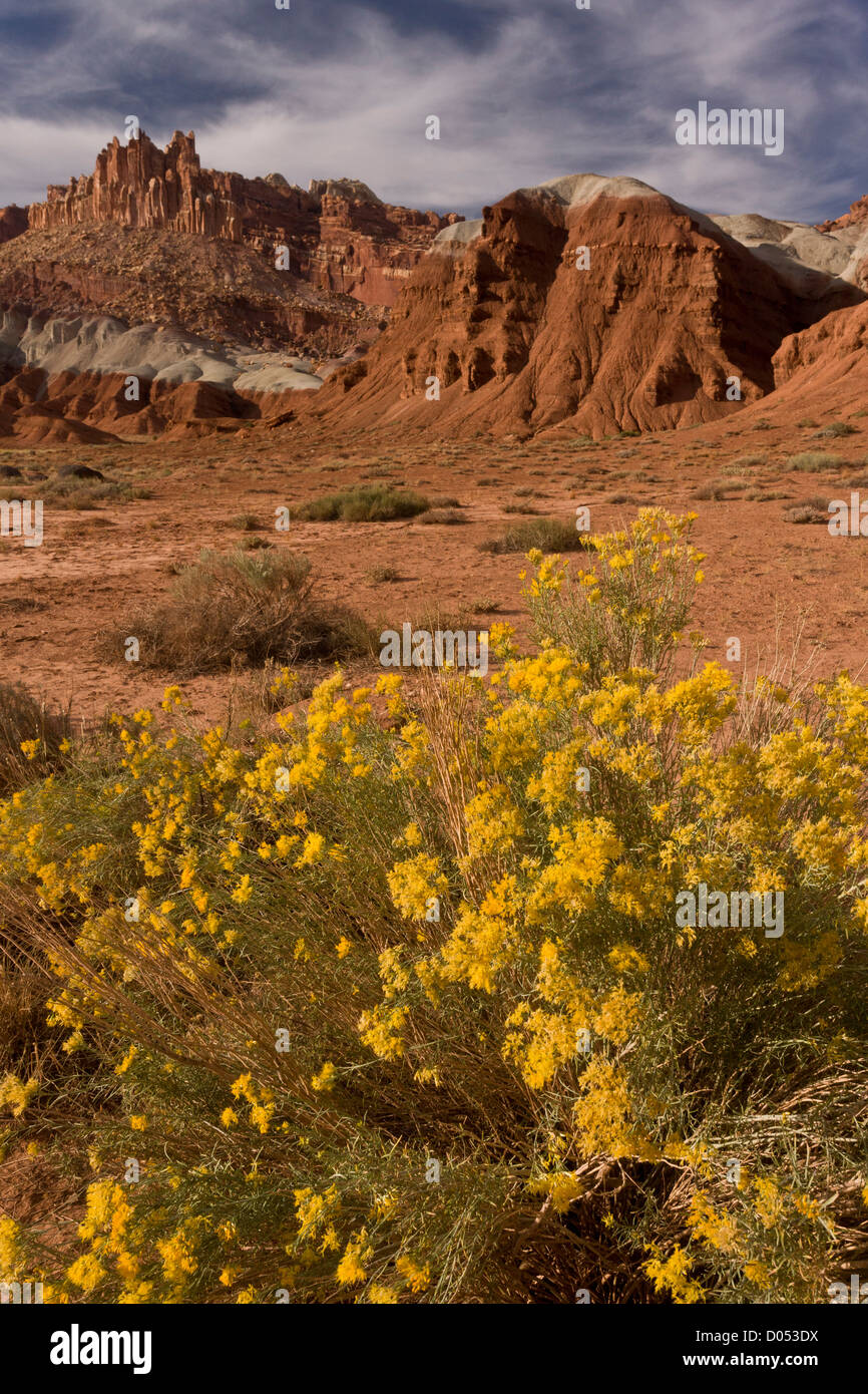 Rubber Rabbitbrush, or Gray Rabbitbrush, (Ericameria nauseosa ...