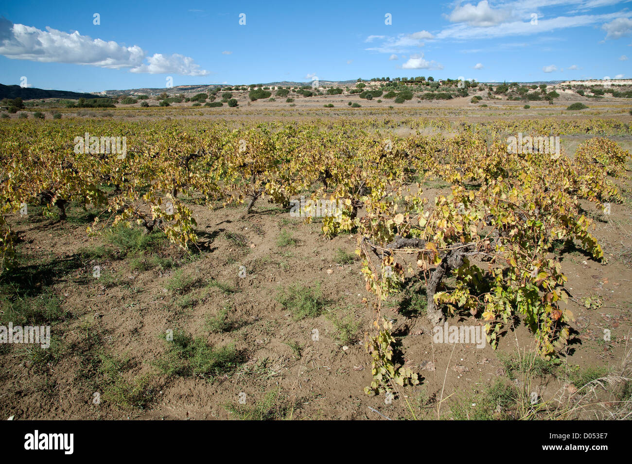 Vines cyprus hi-res stock photography and images - Alamy