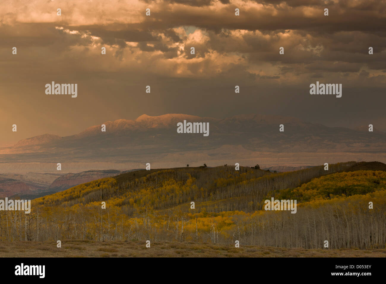 Aspen forests in autumn on Boulder Mountain, with the Henry Mountains ...