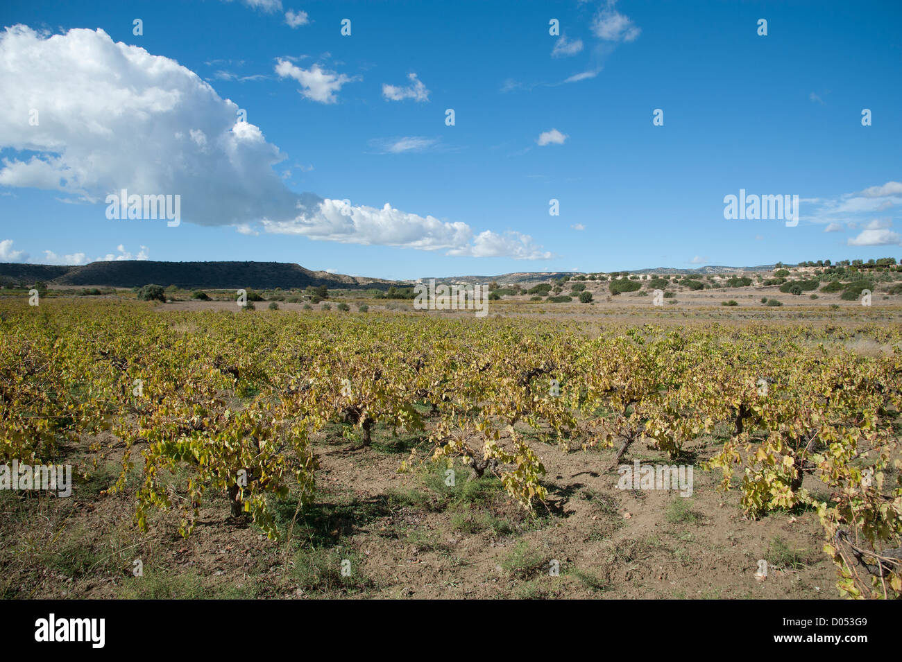 Southern Cyprus vines near to Kourion Stock Photo - Alamy
