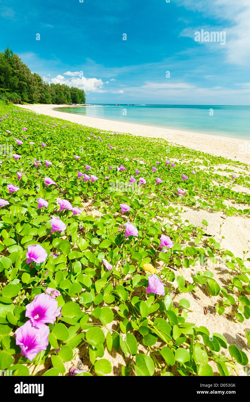 Beautiful Beaches And Tropical Flowers