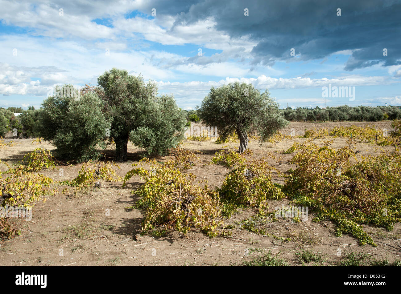 Olive trees and old vines at Kolossi west of Limassol Southern Cyprus ...