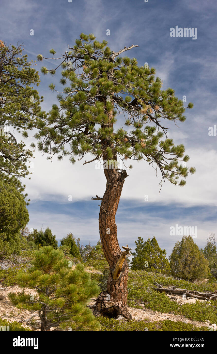 A Ponderosa Pine tree, Pinus ponderosa, Boulder Mountain, Utah, USA ...