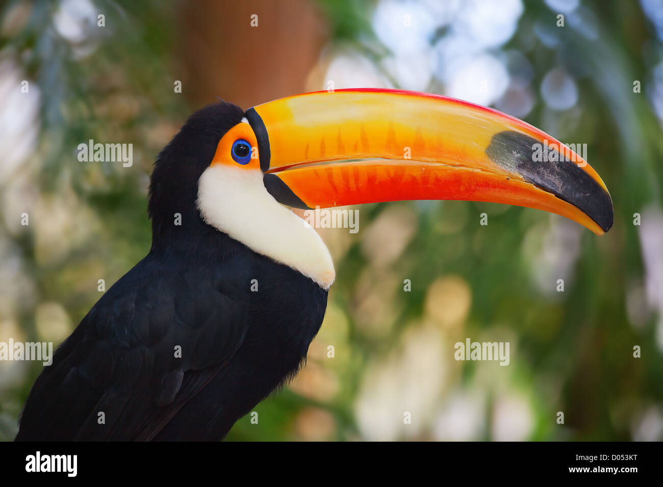 Close-up of the colorful giant toucan Stock Photo - Alamy