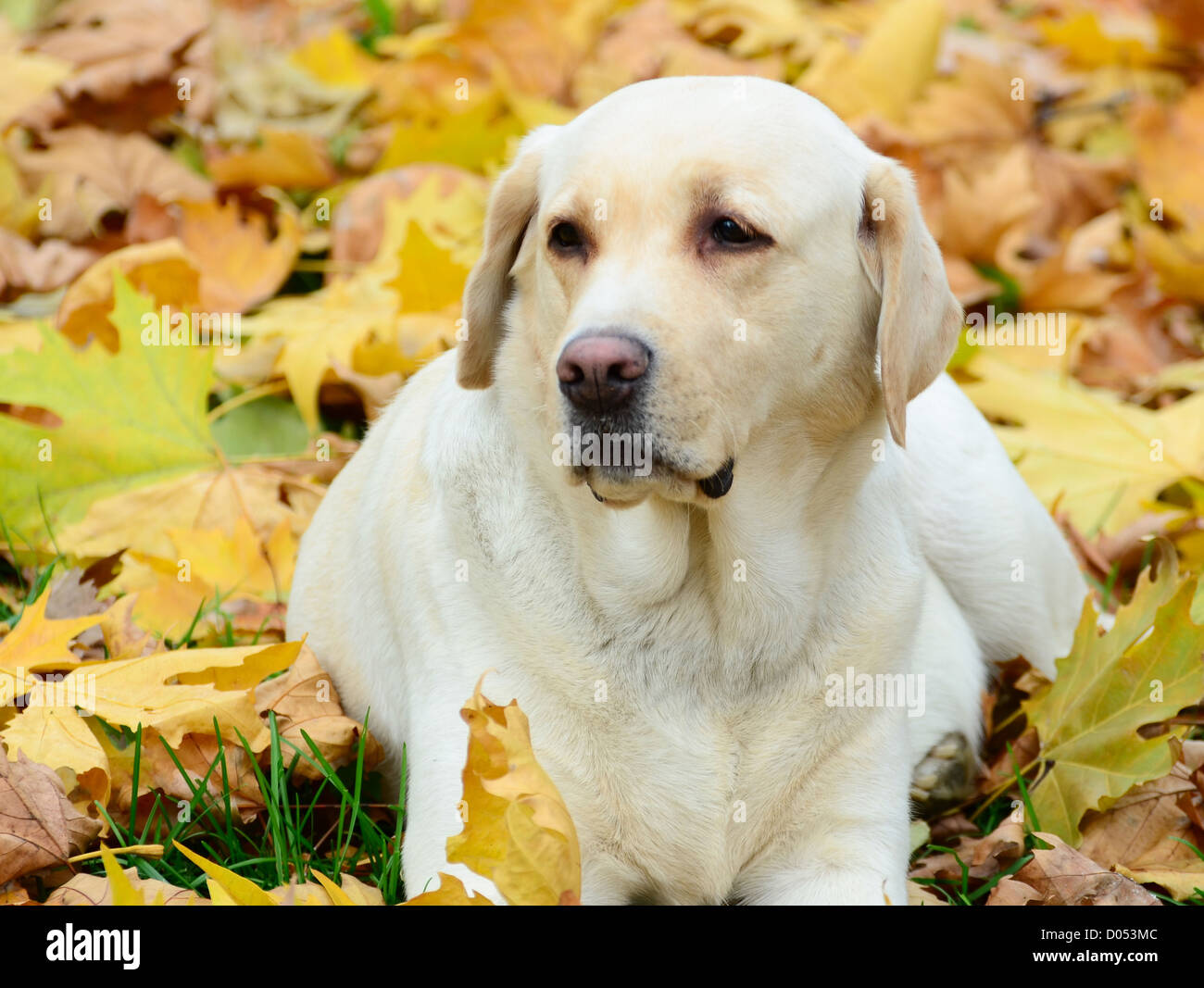 Labrador retirever hi-res stock photography and images - Alamy