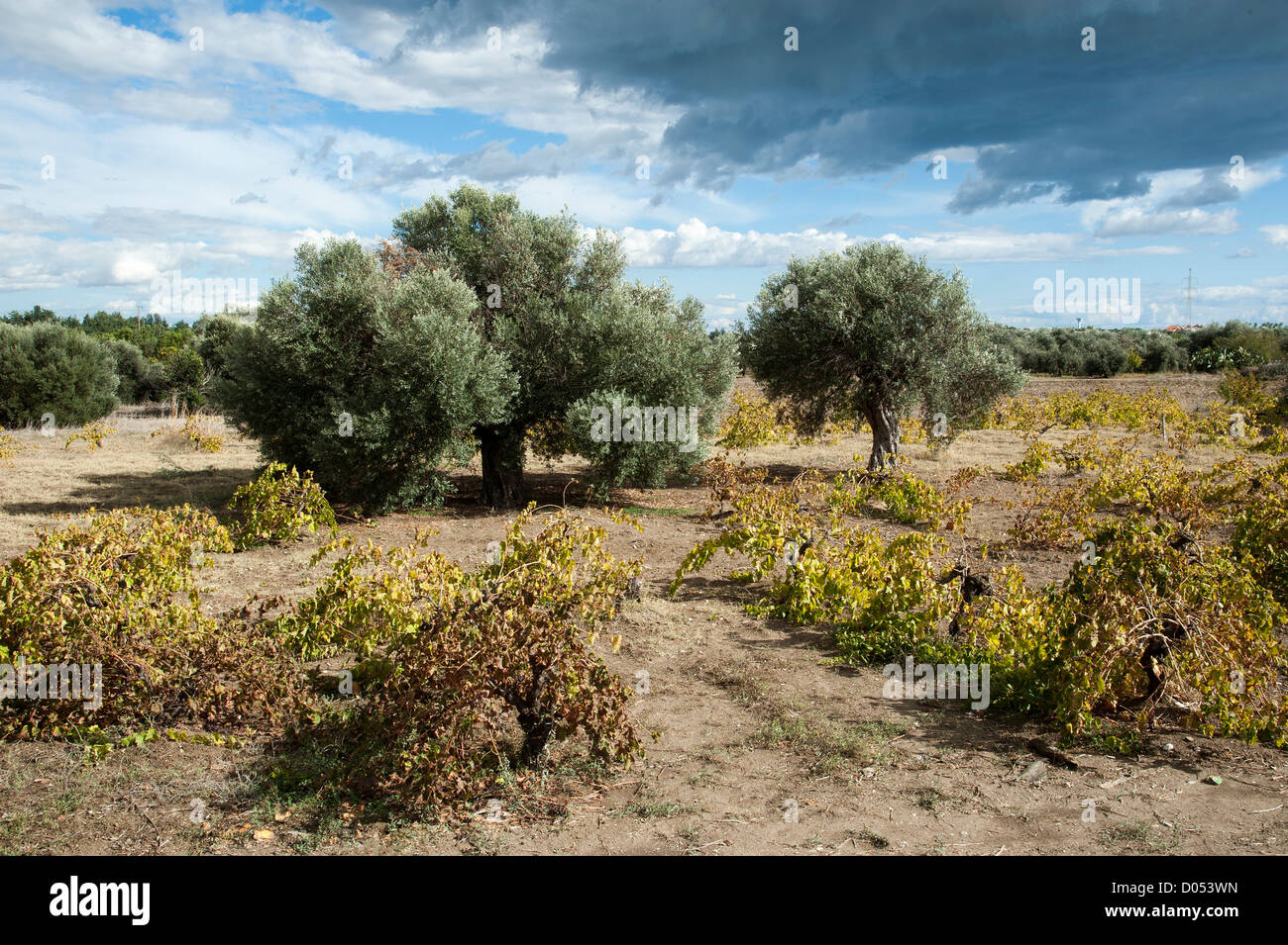 Olive trees and old vines at Kolossi west of Limassol Southern Cyprus ...