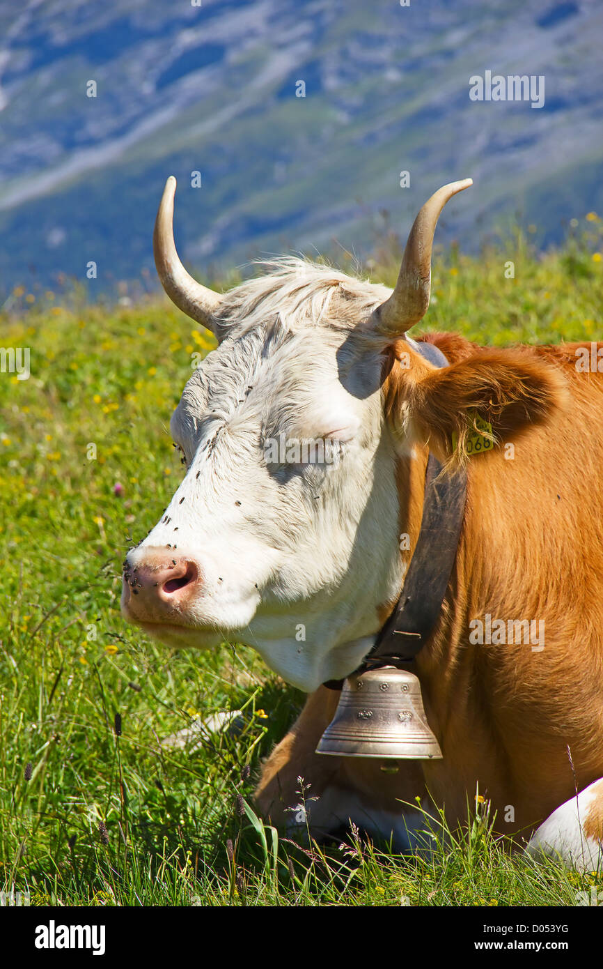 Swiss cow in the alps Stock Photo - Alamy