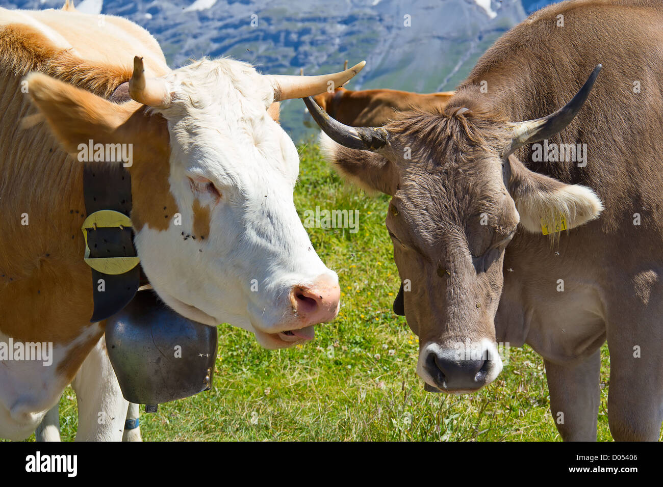 Swiss cows in the alps Stock Photo - Alamy