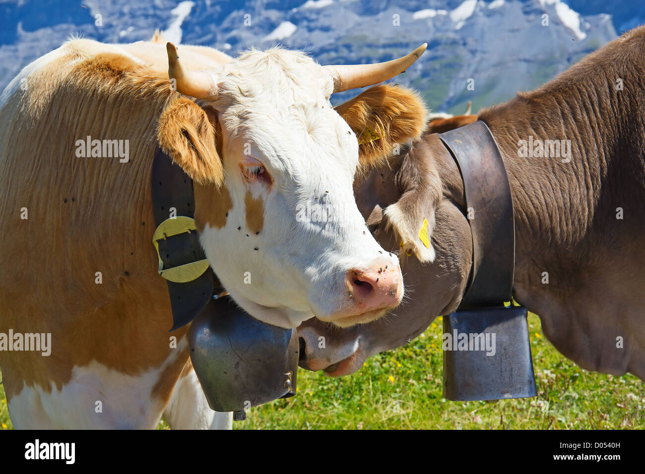 Swiss cows in the alps Stock Photo - Alamy