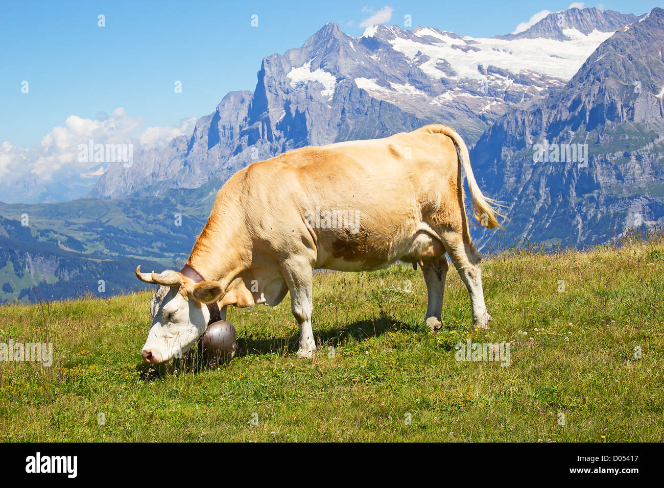 Swiss cow in the alps Stock Photo - Alamy