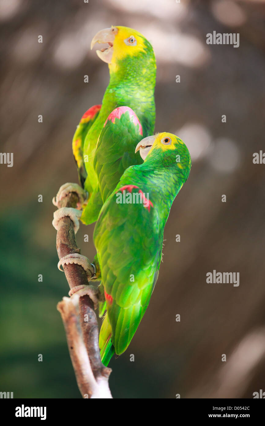 Amazon parrots hi-res stock photography and images - Alamy
