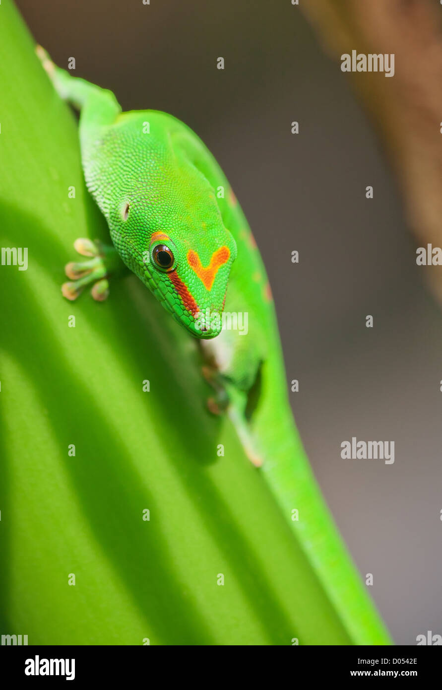 Green gecko on the leaf (Zurich zoo Stock Photo - Alamy