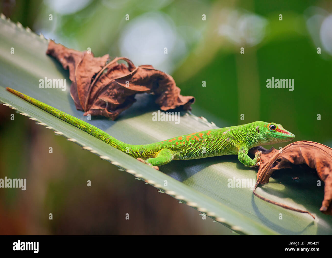 Green gecko on the leaf (Zurich zoo Stock Photo - Alamy