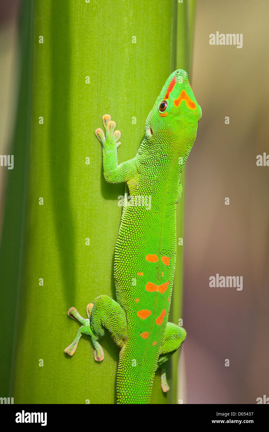 Green gecko on the leaf (Zurich zoo Stock Photo - Alamy