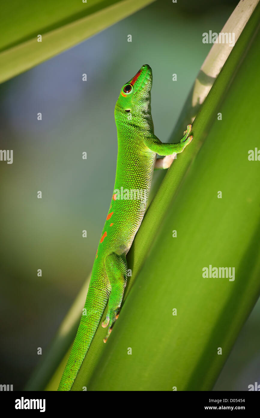 Green gecko on the leaf (Zurich zoo Stock Photo - Alamy