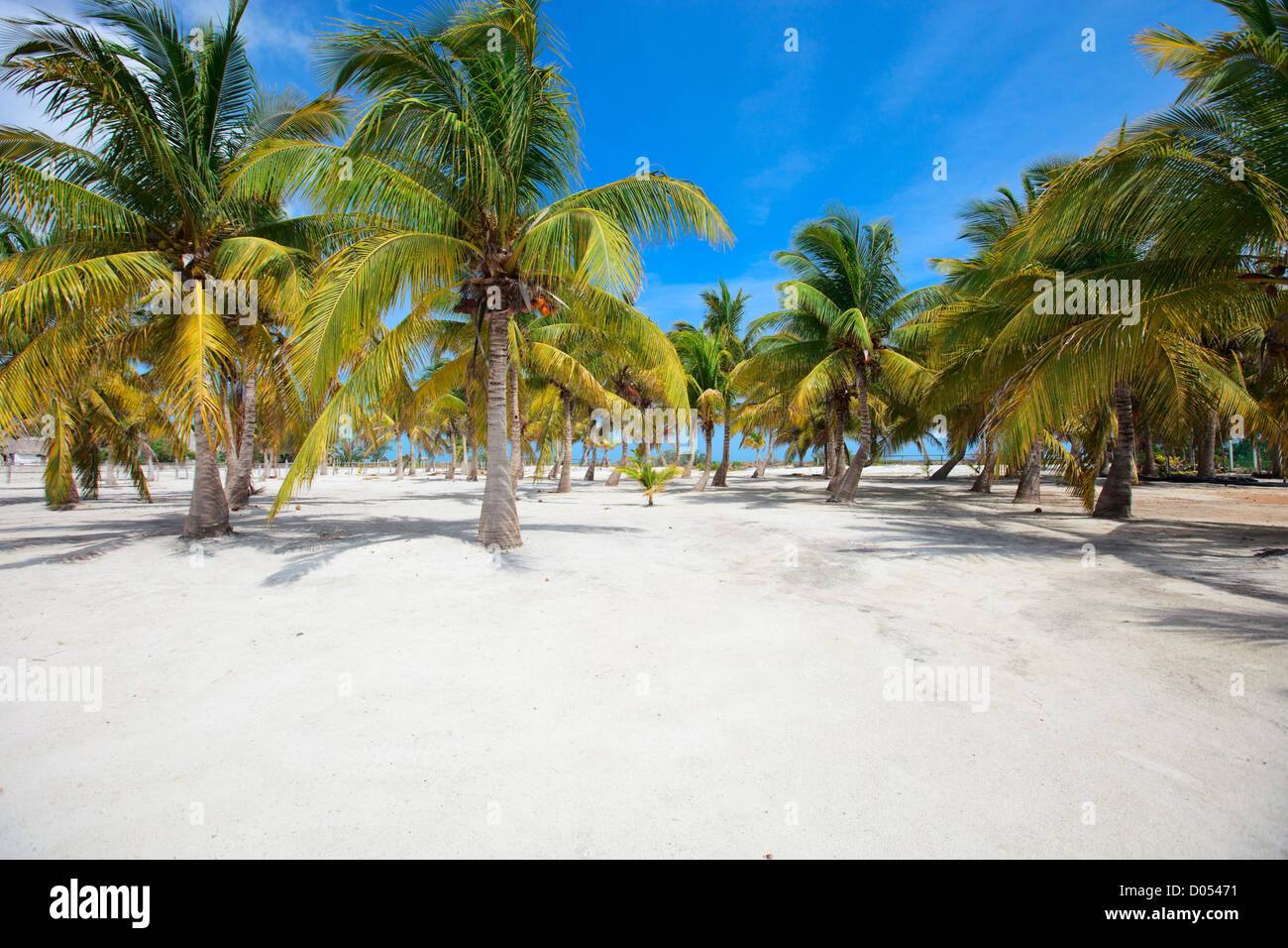 Palmtree landscape hi-res stock photography and images - Alamy