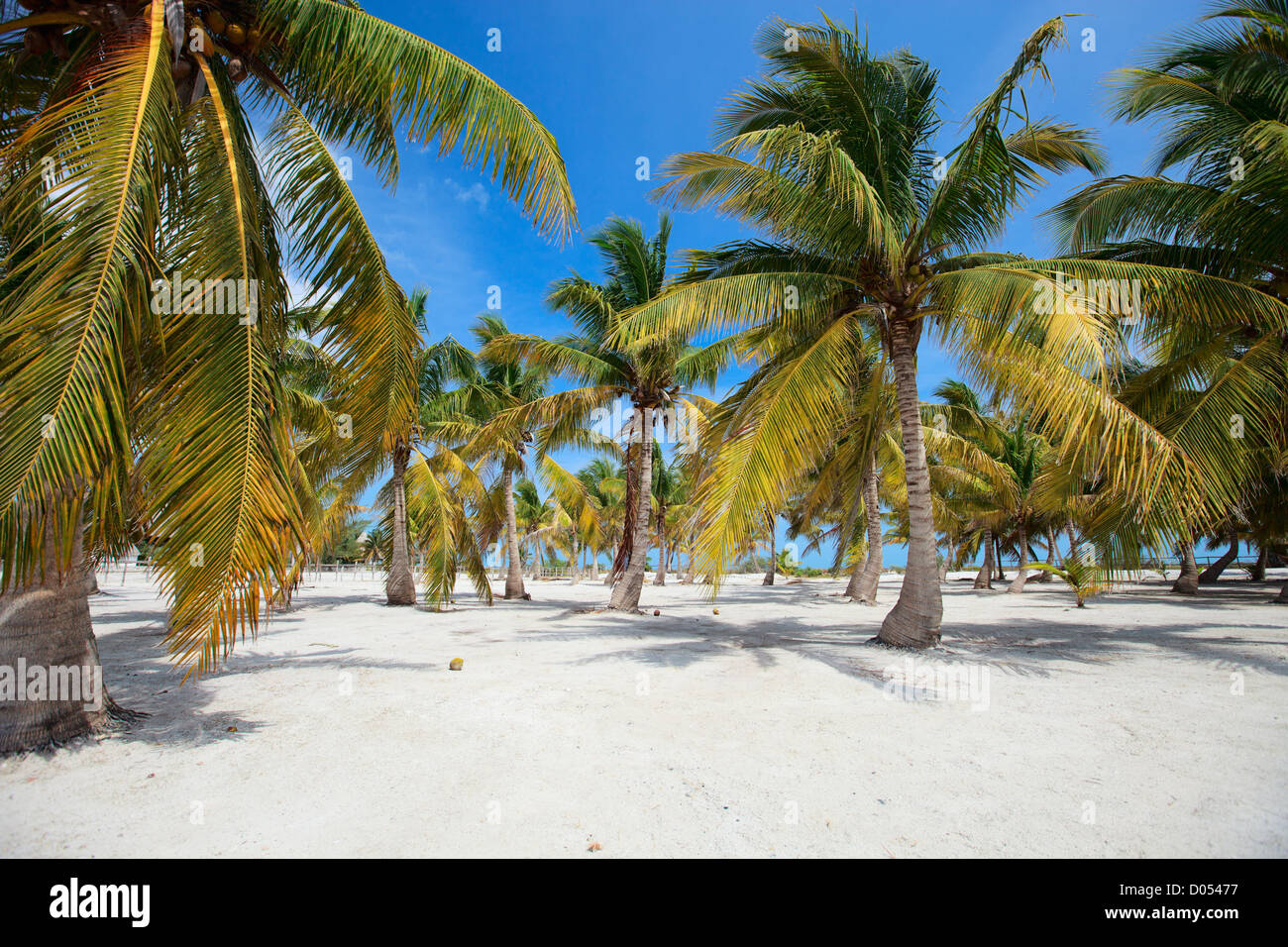 Palmtree landscape hi-res stock photography and images - Alamy