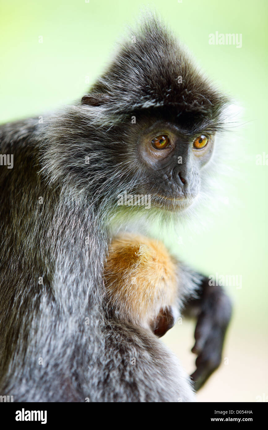 Silver leaf monkey Stock Photo - Alamy