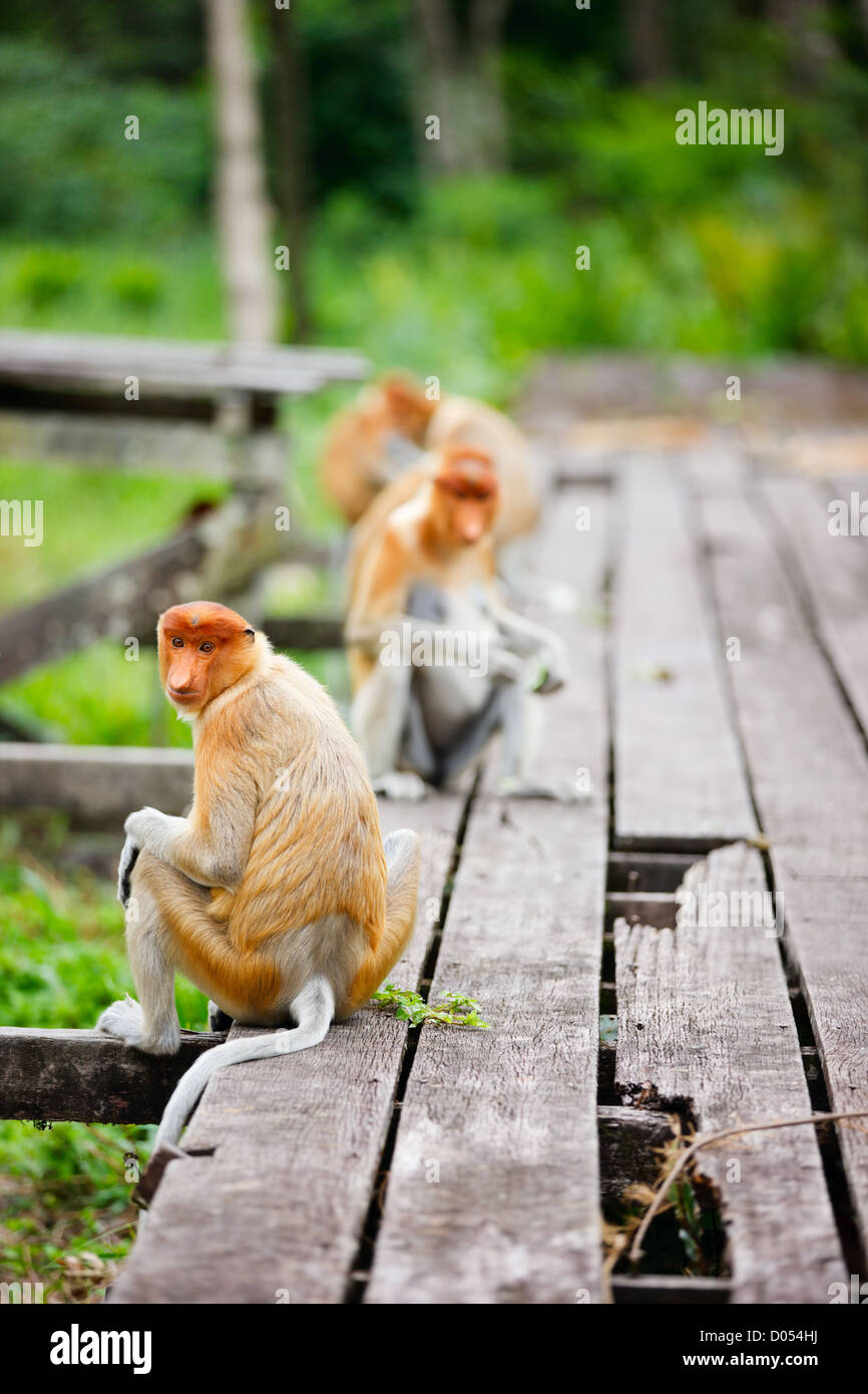 Labuk bay proboscis sanctuary hi-res stock photography and images - Alamy