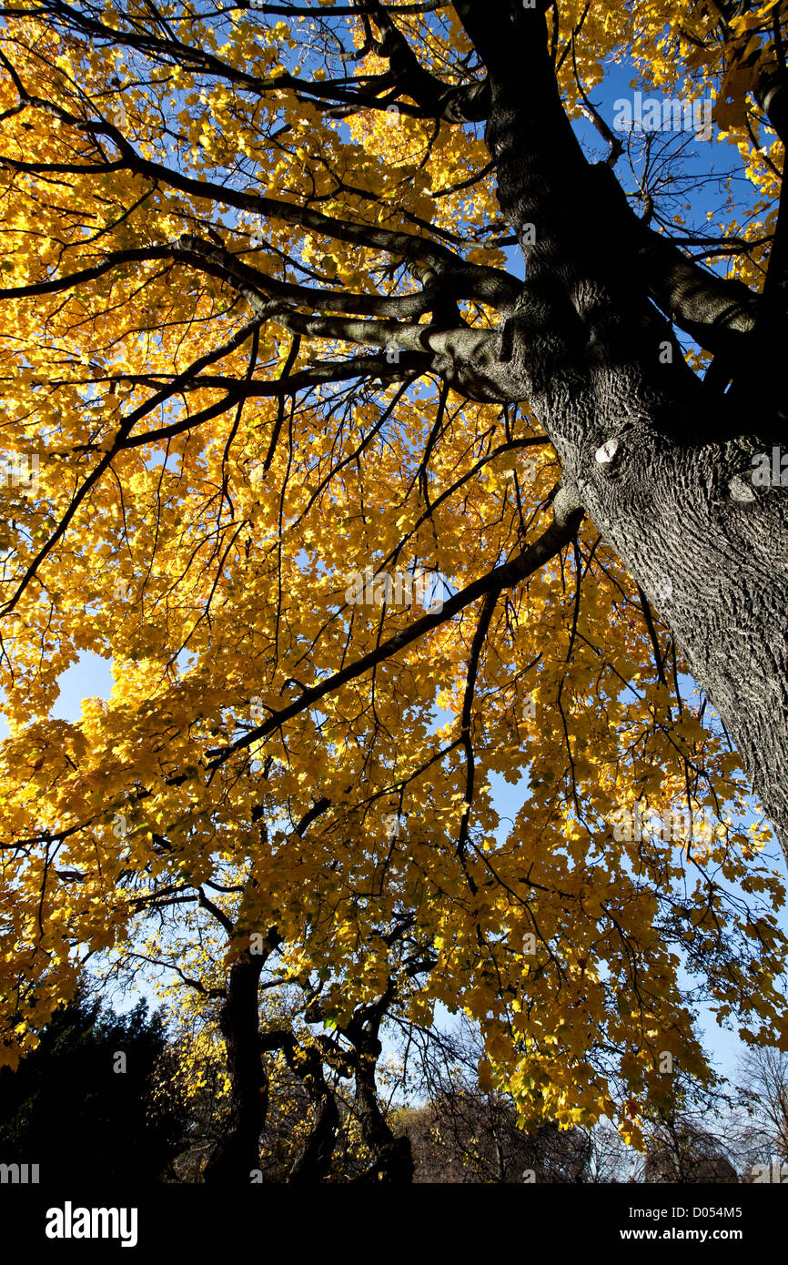 Tree bran hi-res stock photography and images - Alamy