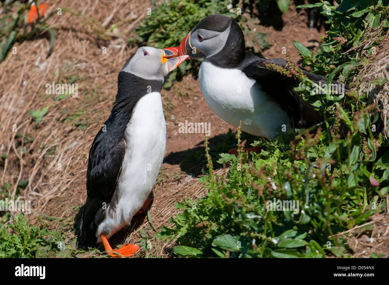 A pair of puffins fighting, wrestling with their beaks Stock Photo - Alamy