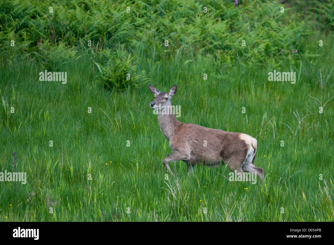 A Red Deer hind walks through a lush green field edged with bracken ...