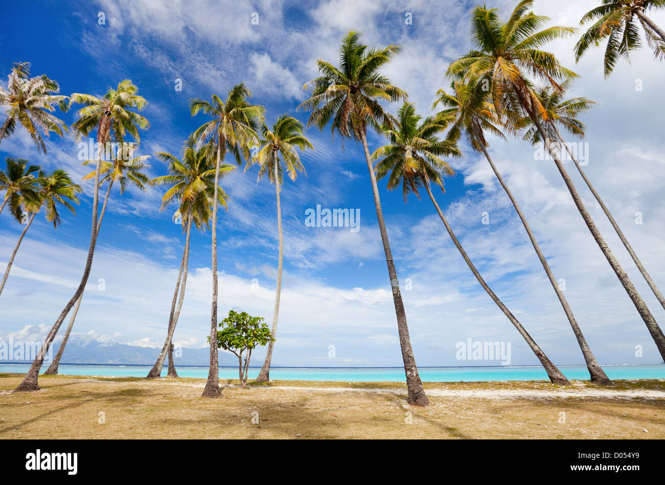 Tahiti french polynesia beach hi-res stock photography and images - Alamy
