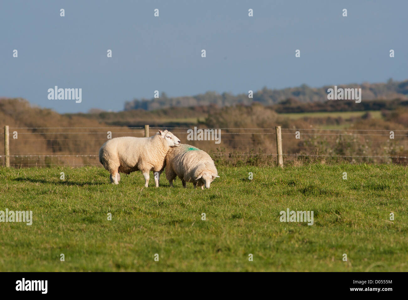 Amorous sheep ram with ewe Stock Photo - Alamy